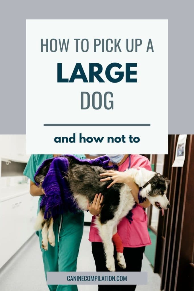 What Is The Proper Way To Pick Up A Dog