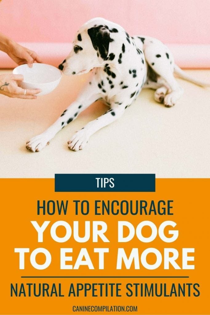 21 Actionable Tips to Get Your Dog Eating Again - Canine Compilation